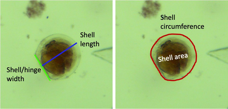 Larval Density Sample Processing Protocol – Megan Guidry Open Lab ...